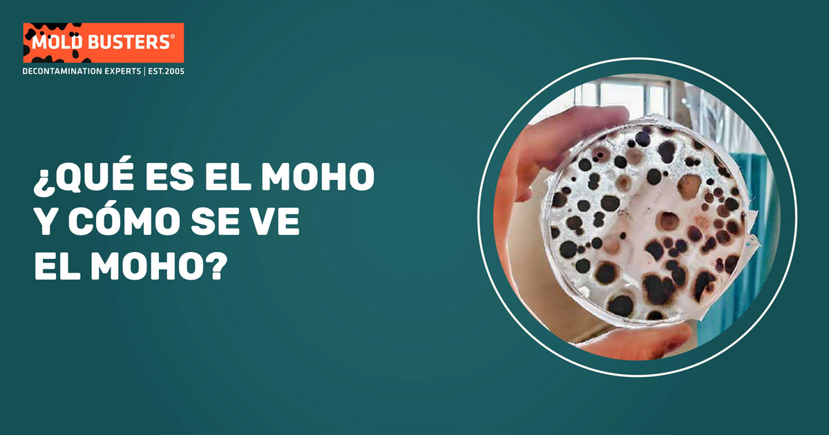 ¿Qué es el Moho? | Todo lo que Necesita Saber Sobre el Moho