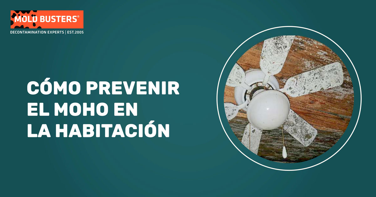 Cómo Prevenir el Moho en la Habitación | La Guía Definitiva