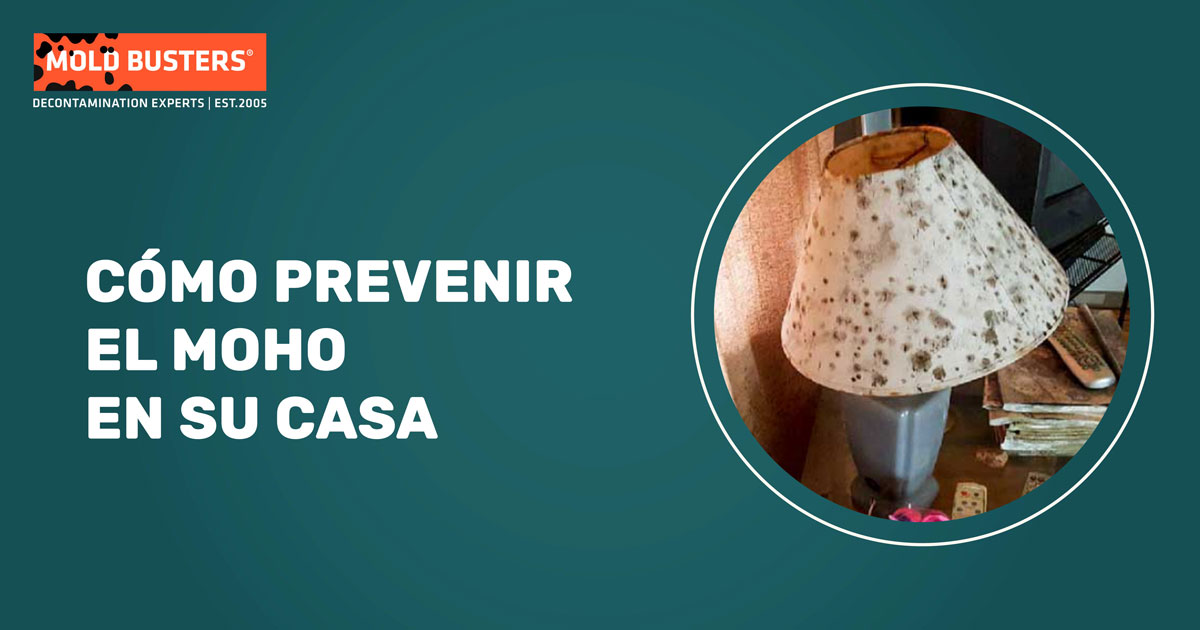 Cómo Prevenir el Moho en su Casa | Guía Completa