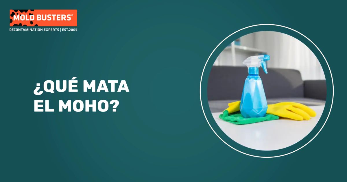 ¿Qué Mata el Moho al Instante? Más de 15 Métodos Comprobados Caseros y Profesionales