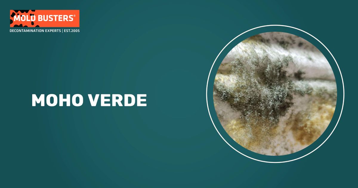 ¿Es Peligroso el Moho Verde? | Guía Definitiva de Eliminación y Prevención